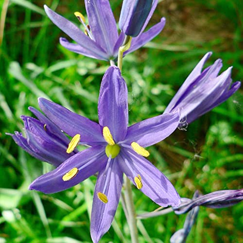 Growing Camassia in Pots: 5 Easy Growth Tips for Camas Bulbs