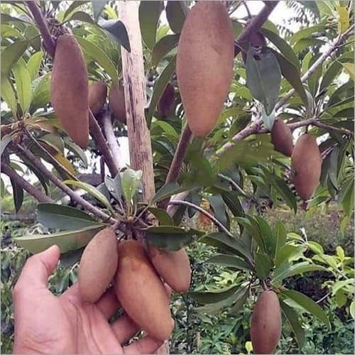 NEW DEBNATH NURSERY Delicious and Easy-to-Grow Thai long Variety chiku ...