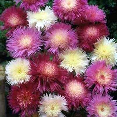 SRI SAI FORESTRY Sweet Sultan Honey Scented Mix Color Ornamental Plant ...