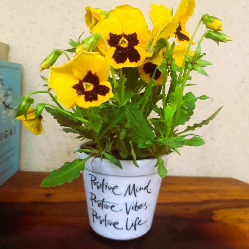 VISIONCRAFTERZ Inspirational Indoor Flower Pot Planters | Melamine ...