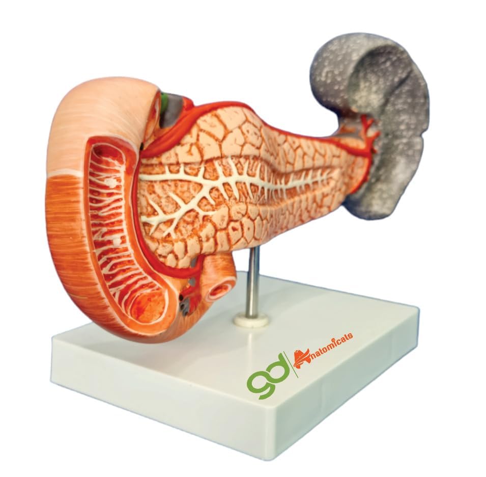 Spleen And Pancreas Anatomy Anatomy Pancreas Duodenum Spleen 3D Model