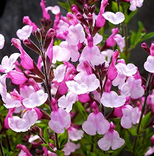 Salvia 'Joy' Perennial Garden Plug Plants Pack x6 : Amazon.co.uk: Garden