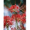 Amazon.com : 4pcs Heirloom Red Spider Lily Bulbs Lycoris Radiata Bulbs for Fall Planting ...