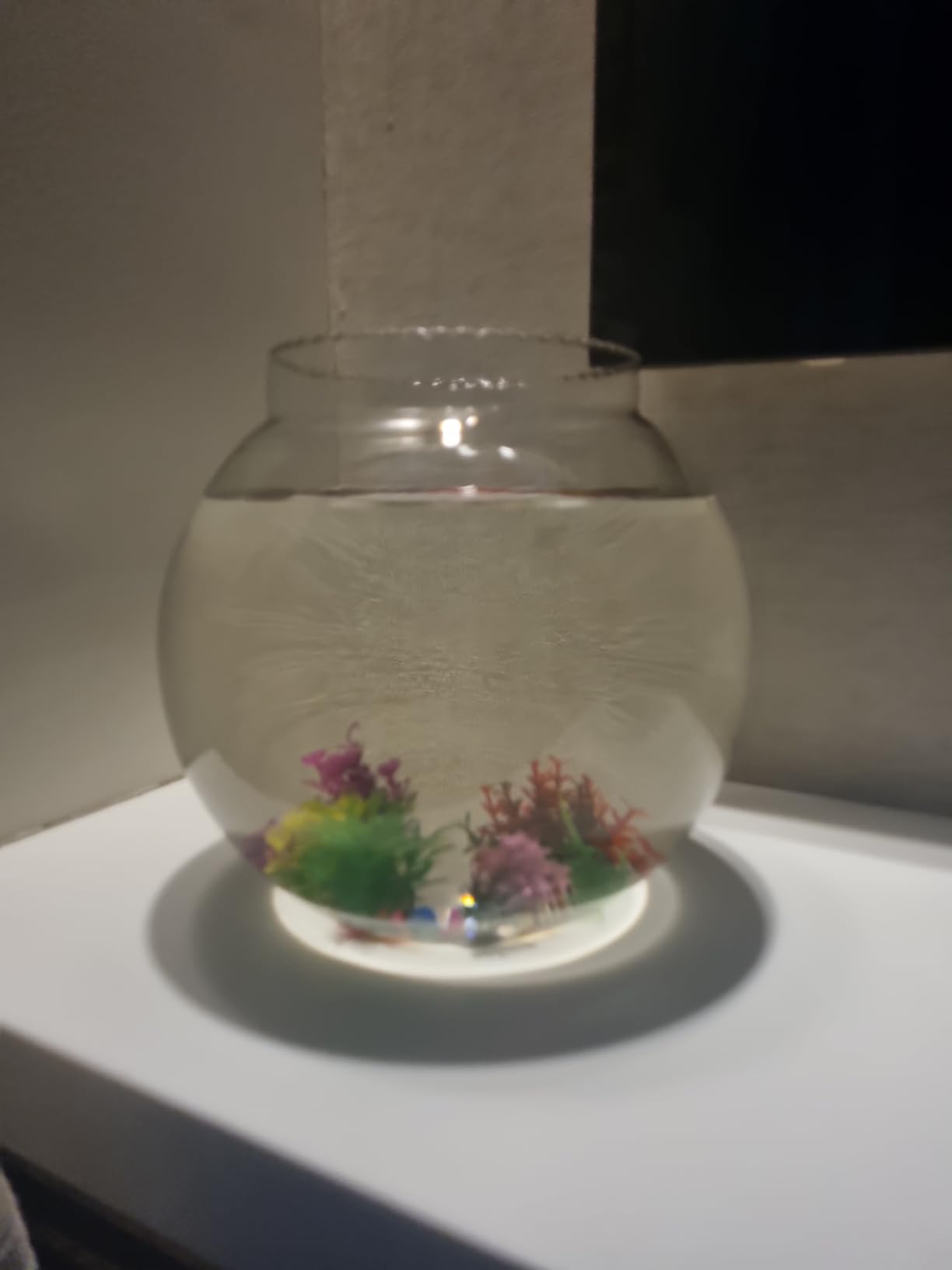 CAS 1L to 14L Clear Glass Fish Bowl (1.6L) 6 inches : Amazon.in: Pet ...