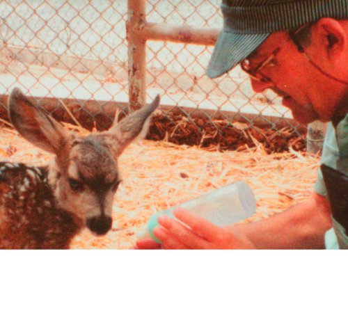 Deer Diary (Deer Whispering Book 1) 1, Boles, Thomas Lee - Amazon.com