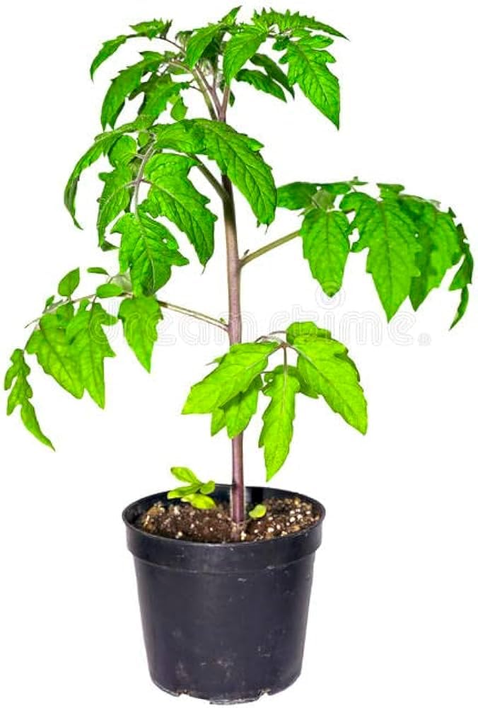 Tamarillo tree tomato live plant (pack of 2) : Amazon.in: Garden & Outdoors