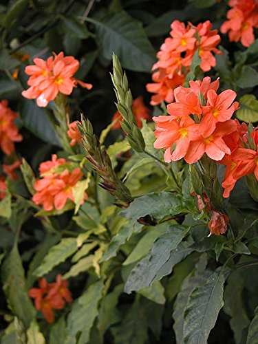 Shop 360 Garden (1 Live plant) - Crossandra/Crossandra ...