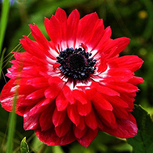 Anemone Red Flower Bulbs (Germination Guaranteed) (4 Bulbs in a Pack ...