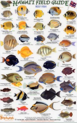 Hawaii Reef Fish Guide #2 - Field Guide: Rainforest Publications ...