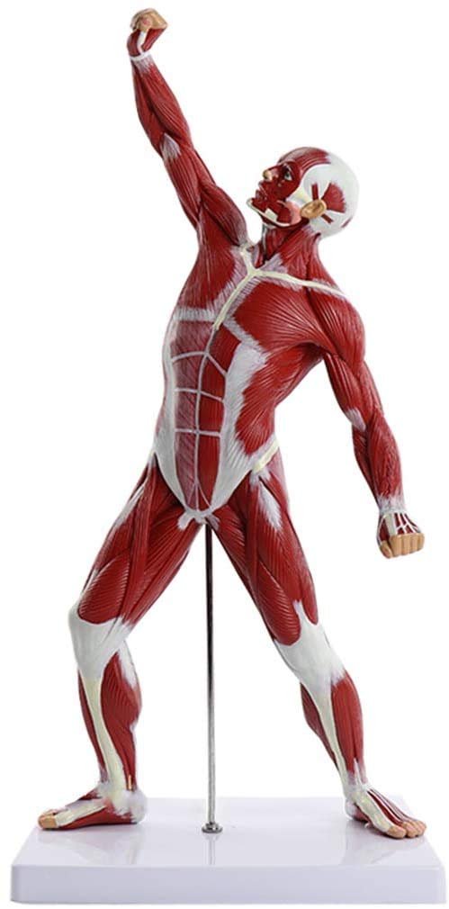 Buy Model of Human Anatomy Muscle - 50 cm (19.6 inches) Anatomical ...