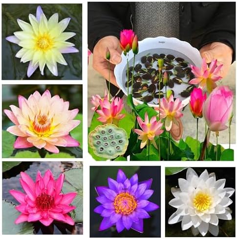 All Season Lotus Flower 20 Seeds/Pack, Japanese Rainbow Lotus Flower ...