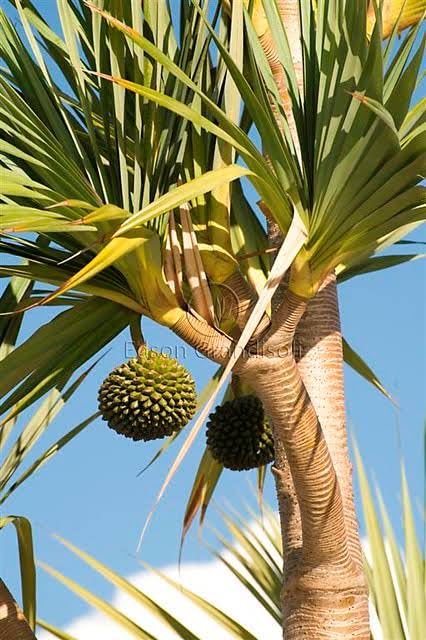 MVKR Live Kewda Fragrant Screw Pine Umbrella tree, : Amazon.in: Garden ...