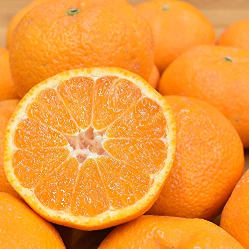 みかん 熊本 10Kgの人気商品・通販・価格比較 - 価格.com