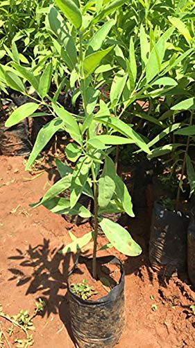 White Sandal Wood Santalum album Chandan Tree Seedling Plant (1 healthy ...