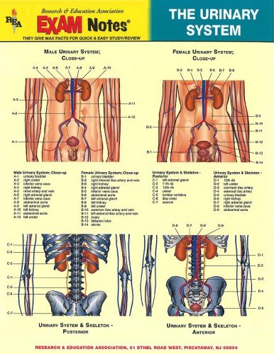 Buy Exam Notes Urinary System St Book Online at Low Prices in India ...