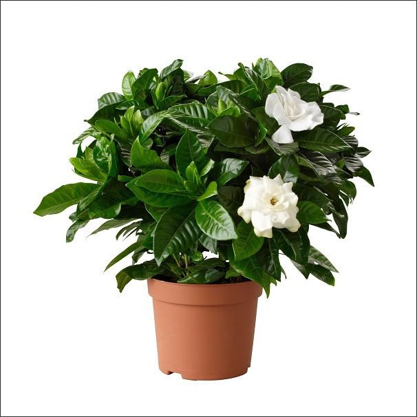 Gardenia Plant – 30cm Tall | Fragrant White Blooms | Indoor & Outdoor ...
