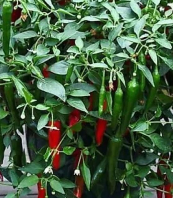 NATURE WORLD PREMIUM FRESH RED COLOUR BIG SIZED BAJJI MIRCHI SEEDS FOR ...