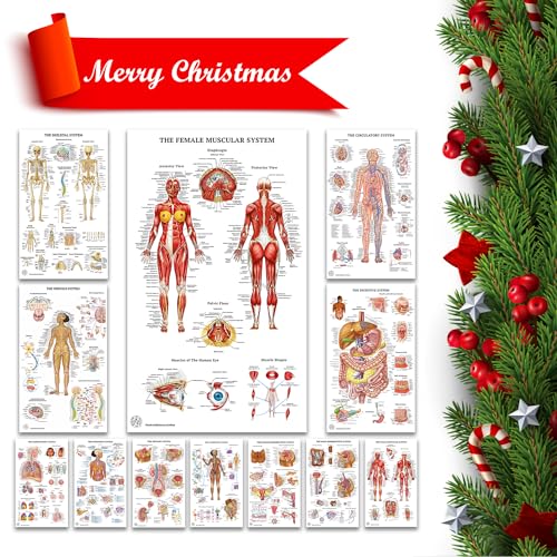 Snapklik.com : 12 Human Anatomy Posters - Medical Posters, Circulatory ...