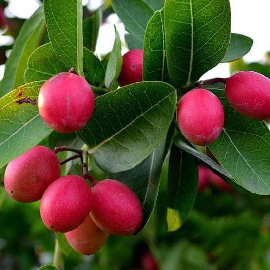 TAJ PLANT Karonda, Carissa Carandas – Fruit Plant Kormocha fruit tree ...