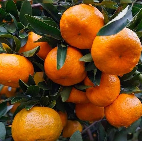 Mandarin Orange Plant All Time Variety Grafted Santra Fruit Live Plants ...