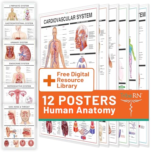 Tribe RN Human Anatomy Wall Charts 12-Pack Review: Can These Visual ...