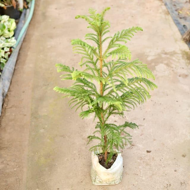 Mphmi Pune Plants Live Season Indoor Araucaria/Christmas Tree (~ 3 Ft ...