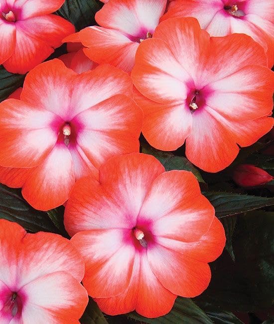 SVG® Vinca flower seeds For Your Home & Garden pack of 80 to 100 seeds ...