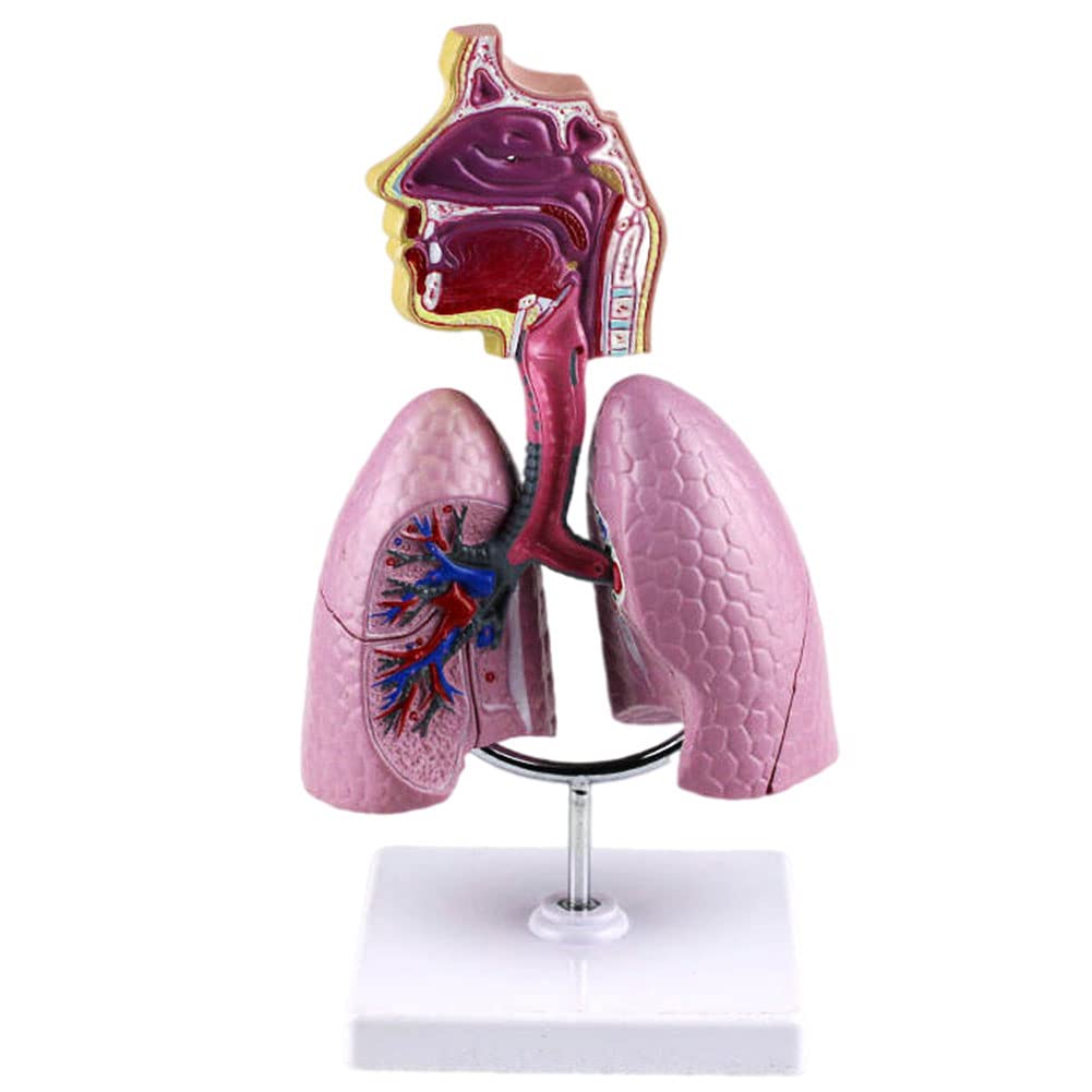 Buy N A Human Respiratory System Model, The Structure of The Human ...