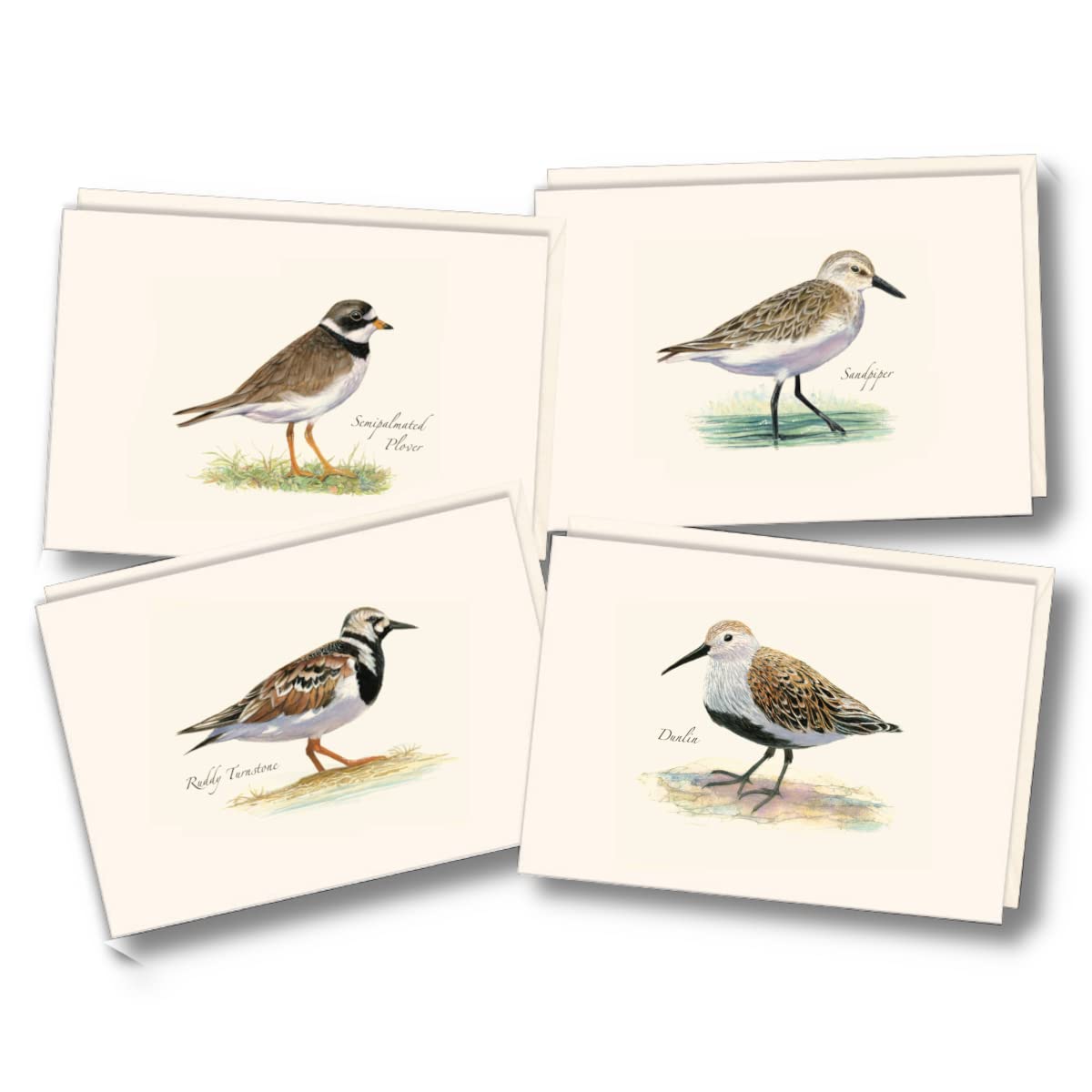 Amazon.com : Earth Sky + Water - Shorebird Assortment II Notecard Set ...