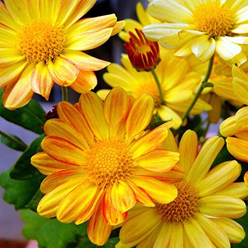 NurseryNature Shevanti (Yellow) Plant : Amazon.in: Garden & Outdoors