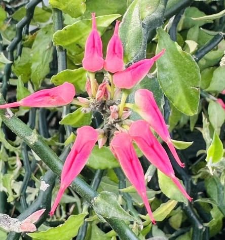 Amazon.com: SIX Outdoor Live Organic ZigZag Plant Cuttings- Grows to ...