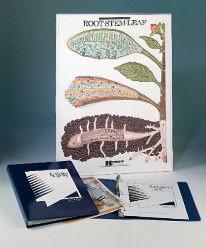 Root Stem & Leaf Model Activity Set: Automotive Valve Stem Caps: Amazon ...