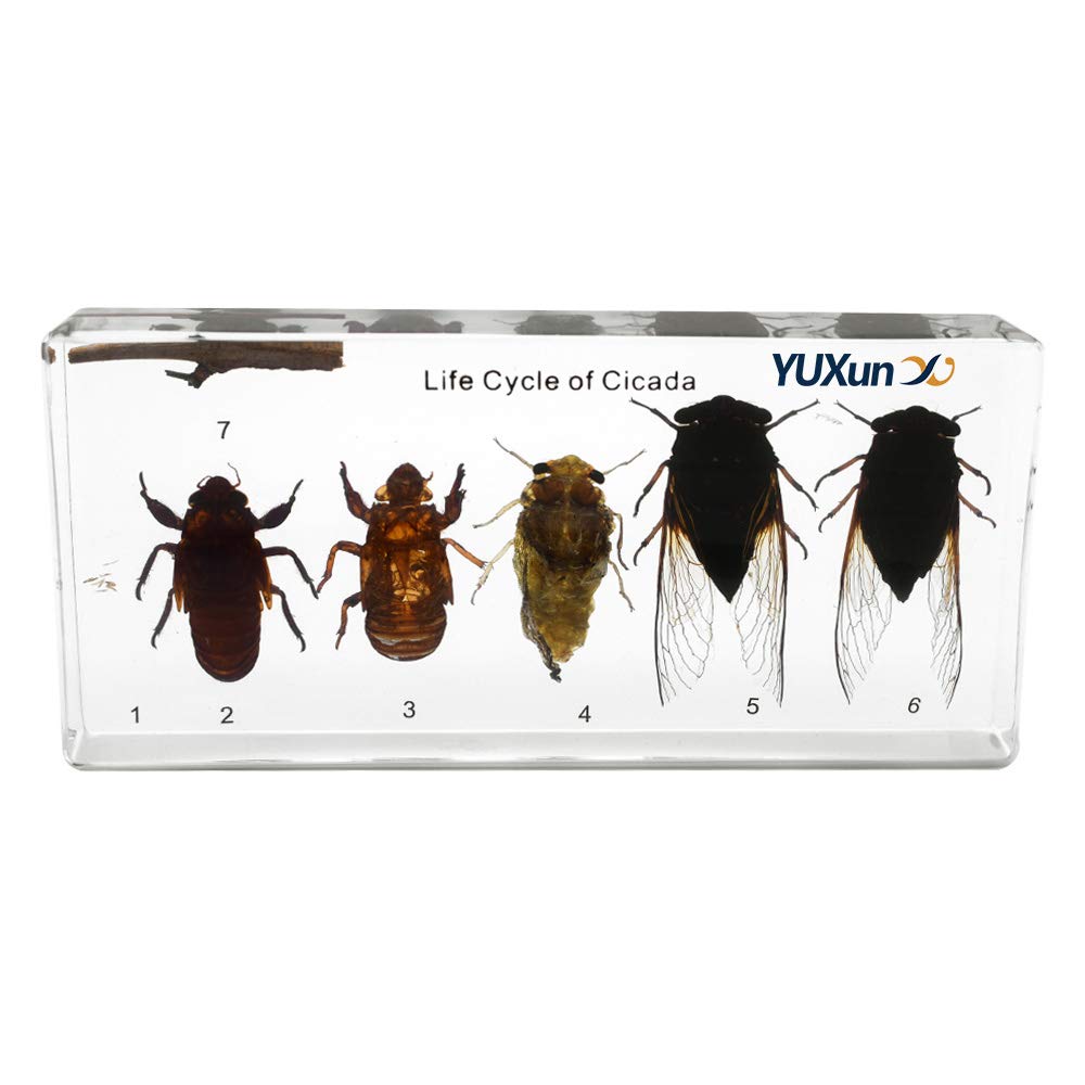 Cicada Life Cycle Stages
