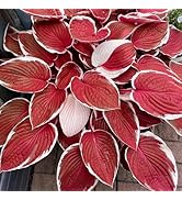 Amazon.com : Floranza Hosta Seeds – 200 Blue with Metallic Shine Hosta ...