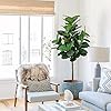 Amazon.com: Yepdin 2 PCS Artificial Fiddle Leaf Fig Tree 6 Ft with ...