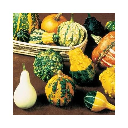 Amazon.com : Gourd Seeds - Large Mix - Non-GMO Heirloom Garden Seeds ...