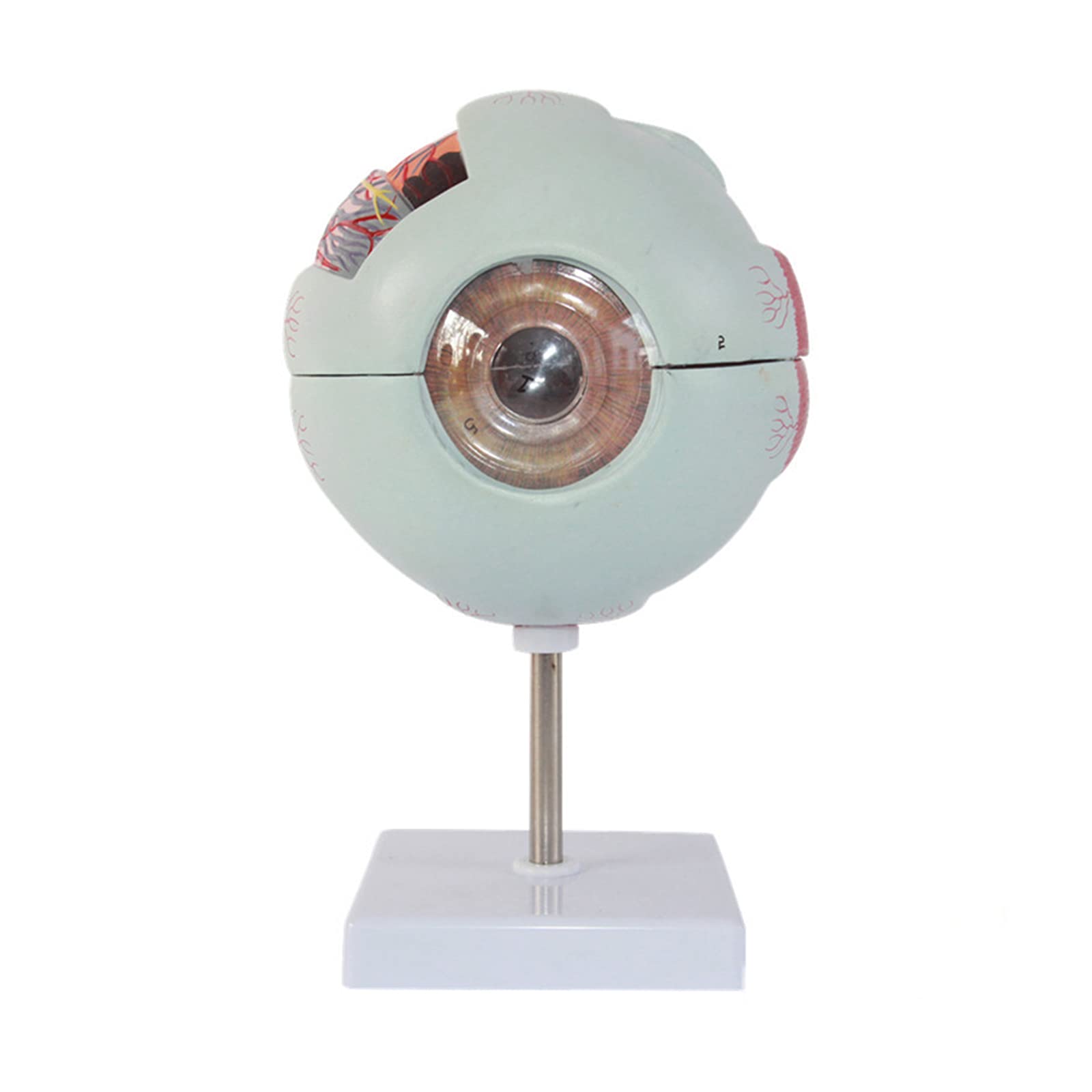 Buy 6X d Human Eye Model, Eyeball Anatomy, Multi-Part Structure ...