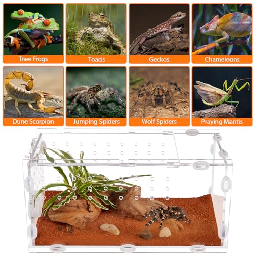 Snapklik.com : Jumping Spider Enclosure, Tarantula Larvae Enclosure ...