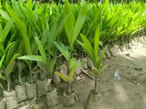 Supari Tree, Areca Nut PAck Of - 6 Hybrid Plants : Amazon.in: Garden ...