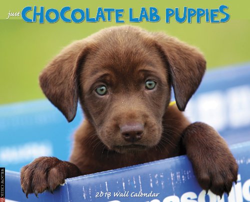 Chocolate Lab Puppies 2013 Wall Calendar: Willow Creek Press ...