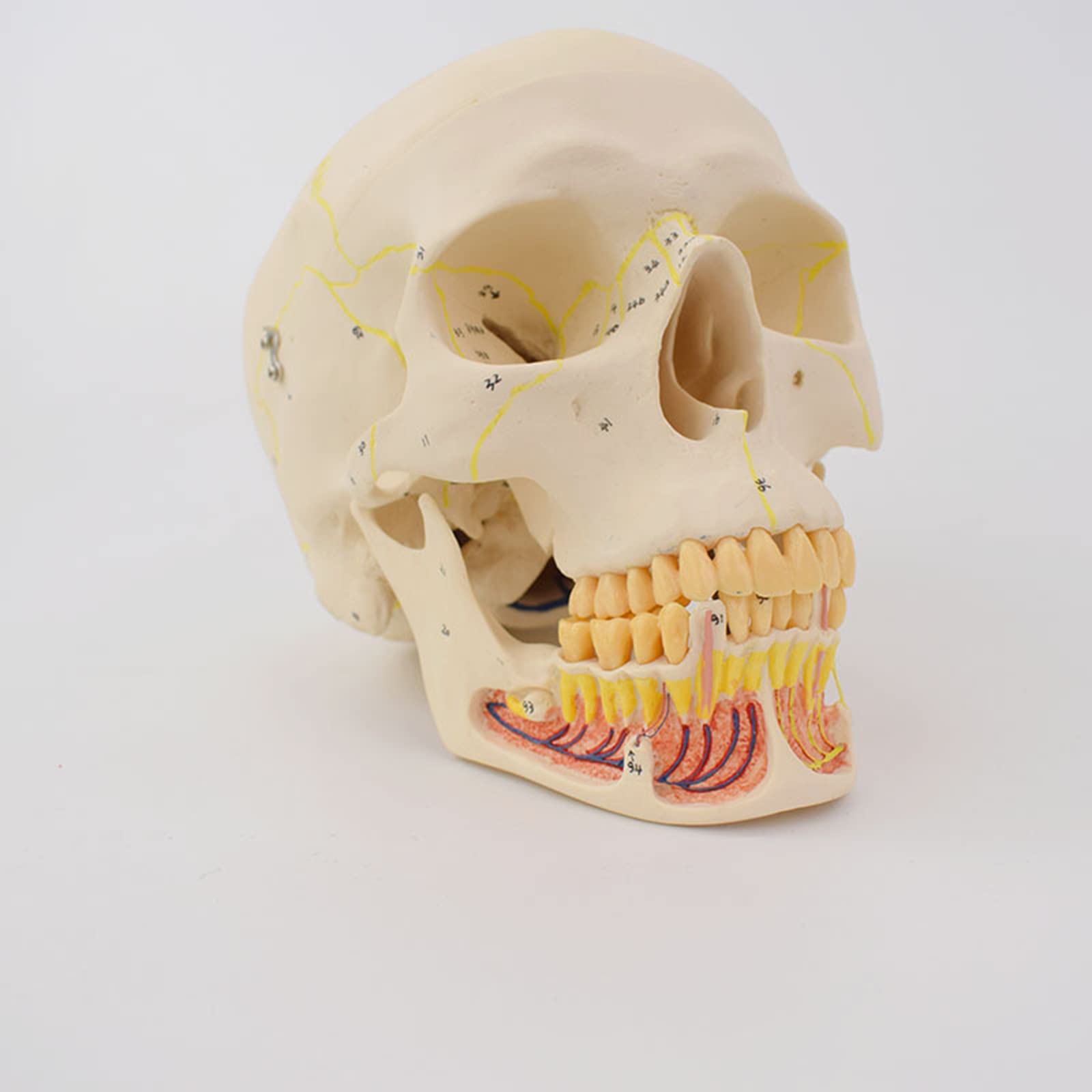 Buy WERYU Classic Human Skull Model,Life Size,Medical Quality,Labeled ...
