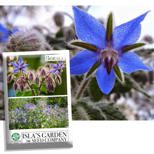Borage plant - How to grow & care