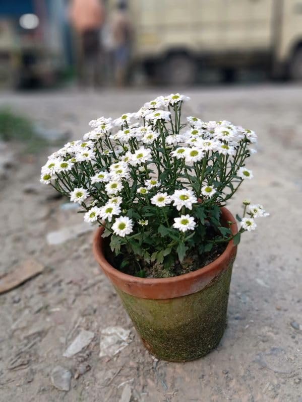 Chandramallika plant Seeds Pack Of 30 : Amazon.in: Garden & Outdoors