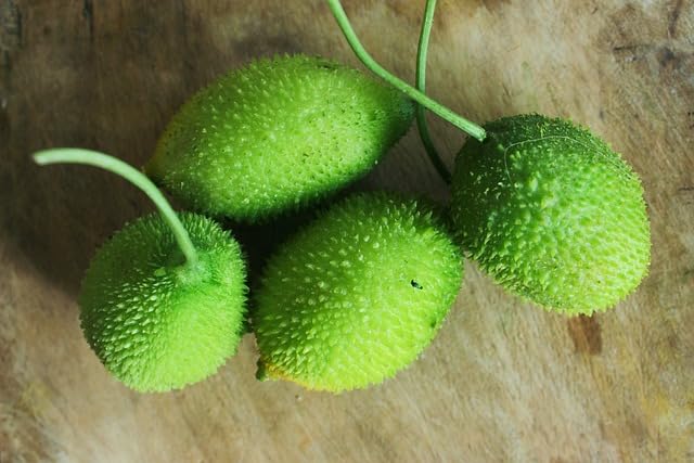 SPINE GOURD (Momordica dioca) root seeds For Home Planting Pack Of 8 ...