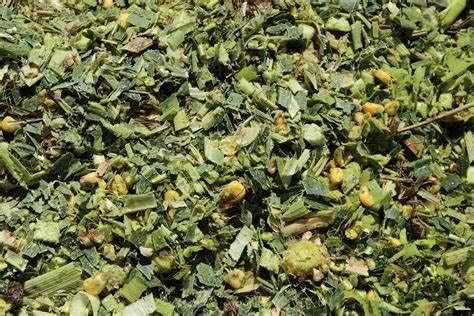 Fresh Corn Silage 4 KGs Package : Amazon.in: Garden & Outdoors