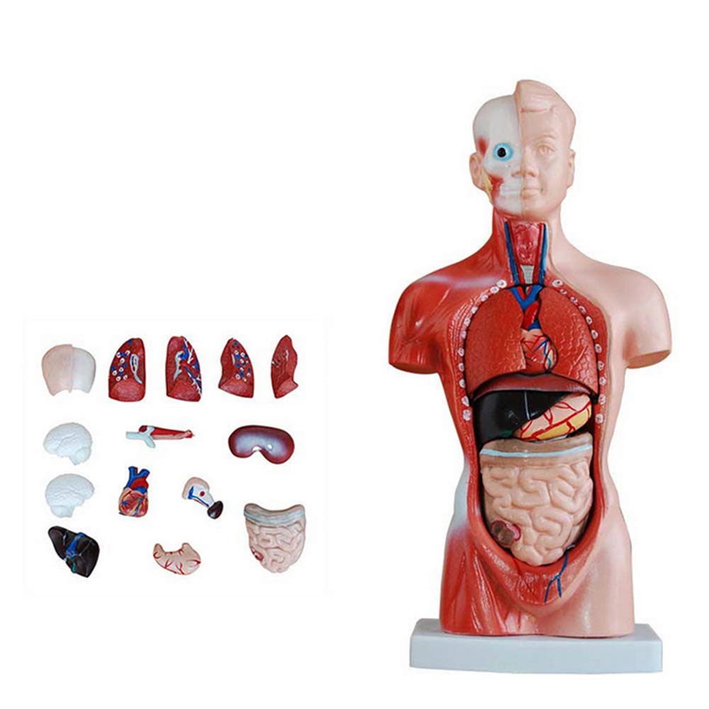 Buy Double-Sided Magnetic Human Body, Human Torso Body Model Anatomy ...