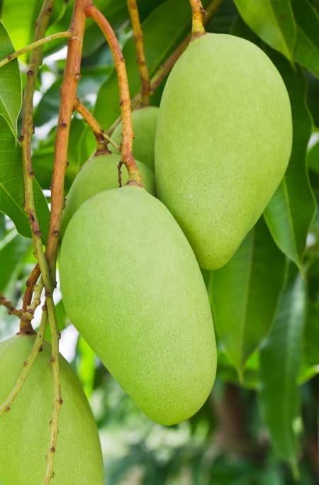 All Time Thai Katimon Mango Very Sweet Live Plant Grafted Original ...
