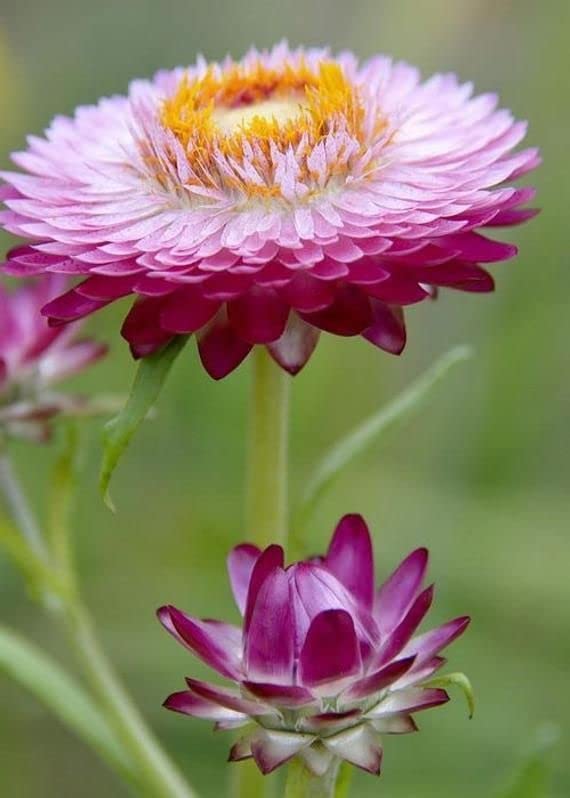 Golden Hills Farm Paper Daisy Rose Acroclinium Roseum Mix Flower 200 ...