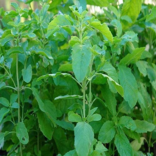 EVOY Holy Basil Rama/Shyama Tulsi Organic Herb 1500 Seeds RR631 ...