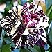 Amazon.com : Black Dragon Rose Bush 20 Flower Seeds 20 Seeds Rare ...